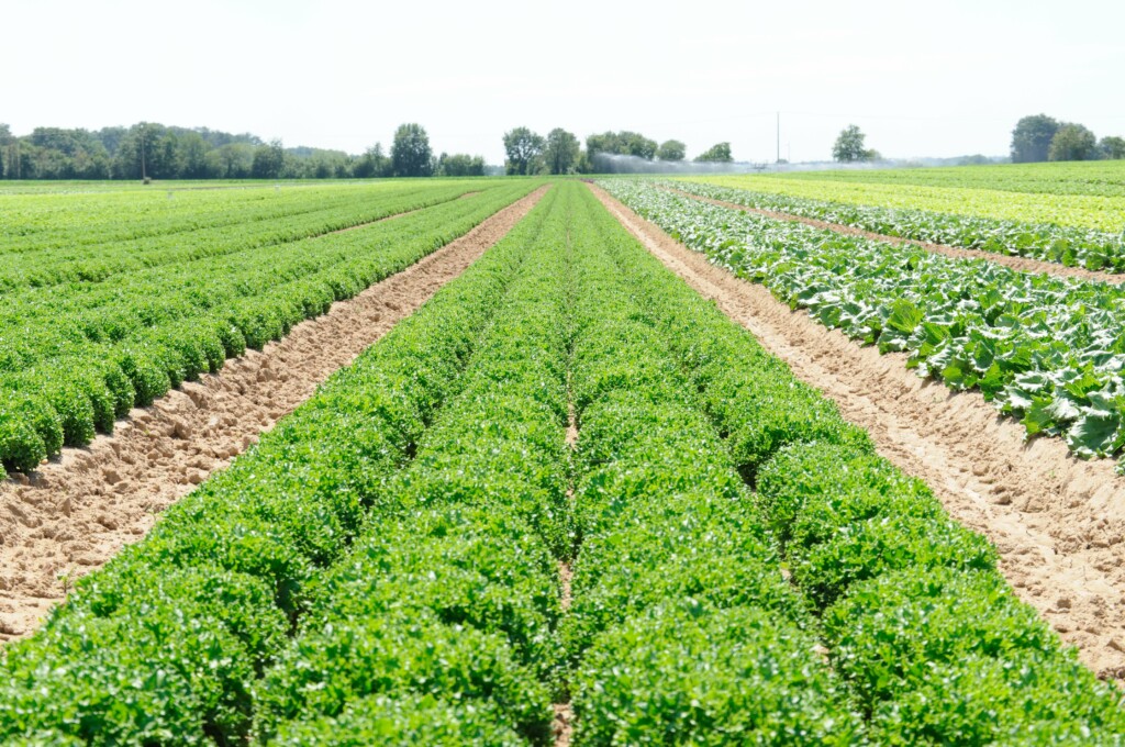 Weeding lettuce crops: which techniques(s) to choose? - Naïo Technologies