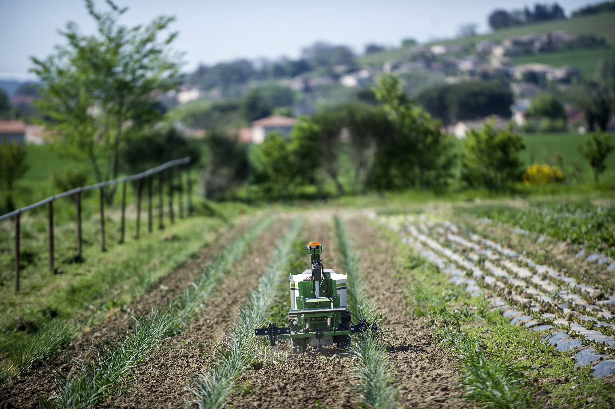 Weeding organic vegetables with the Oz robot - Naïo Technologies