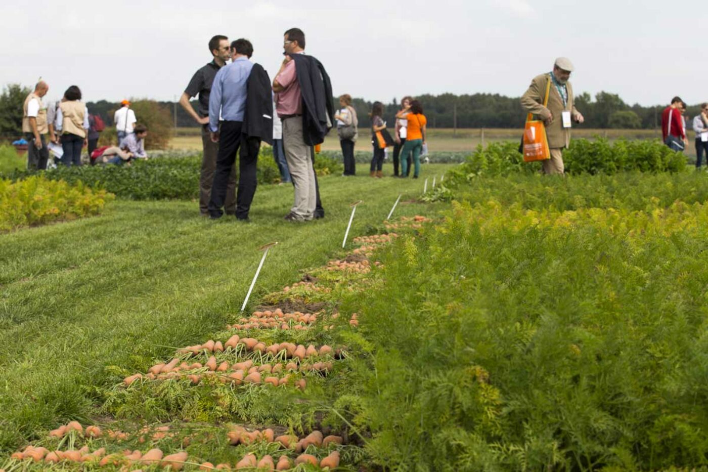 Weeding carrots, a nightmare in the field - Naïo Technologies